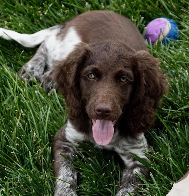 Customer Gallery - Showcase your pet's adventures here!